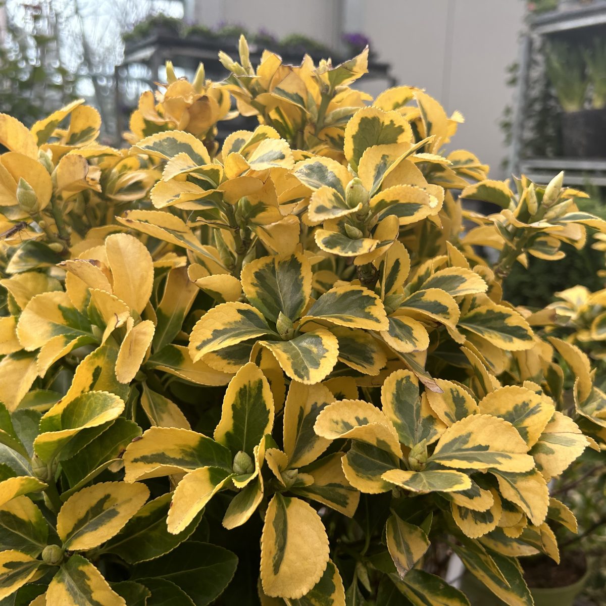 Euonymus japonicus ‘Aureomarginatus’ – Find haveplanter