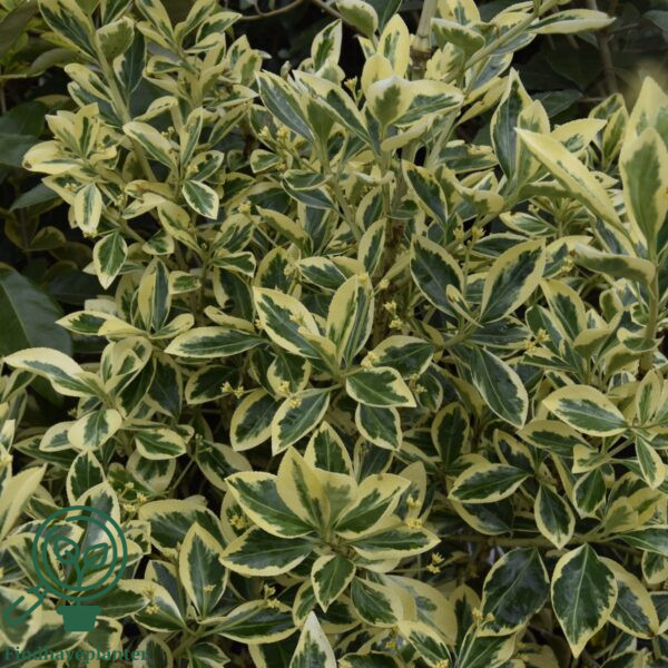 Euonymus japonicus ‘Microphyllus’ – Find haveplanter