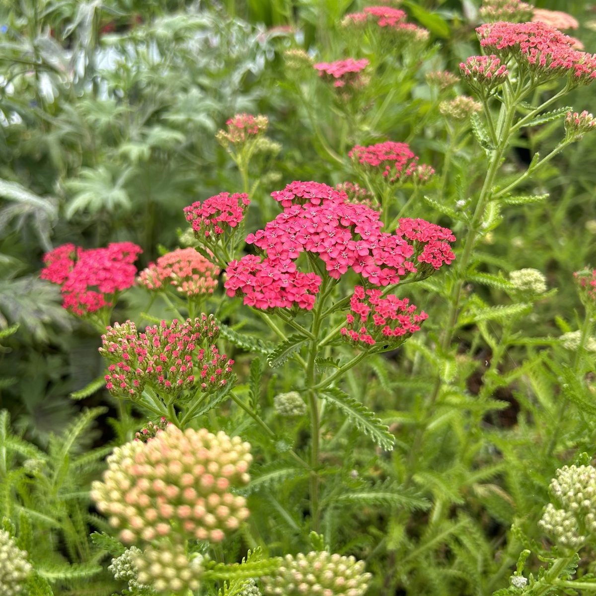 Achillea millefolium ‘Apricot Delight’ – Find haveplanter