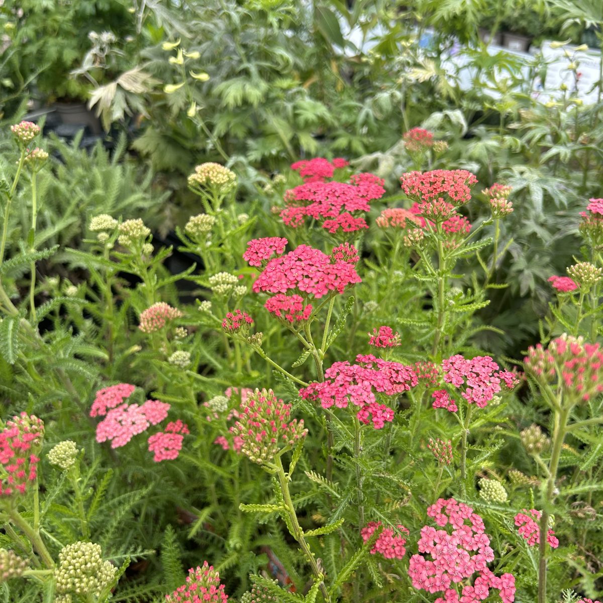 Achillea millefolium ‘Apricot Delight’ – Find haveplanter