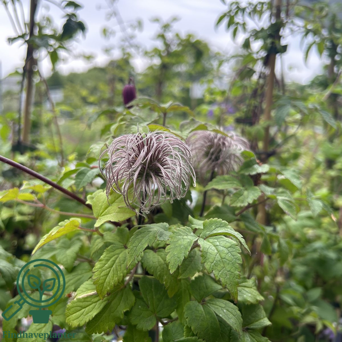 Clematis ‘Propertius’ – Find haveplanter