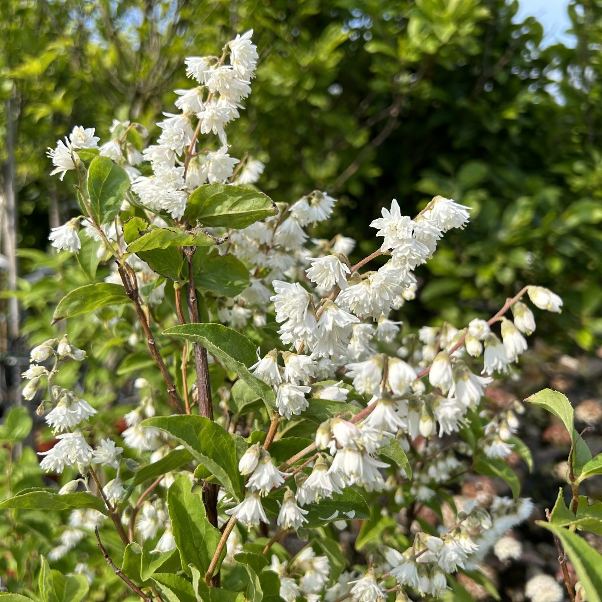 Deutzia scabra ‘Plena’ – Find haveplanter