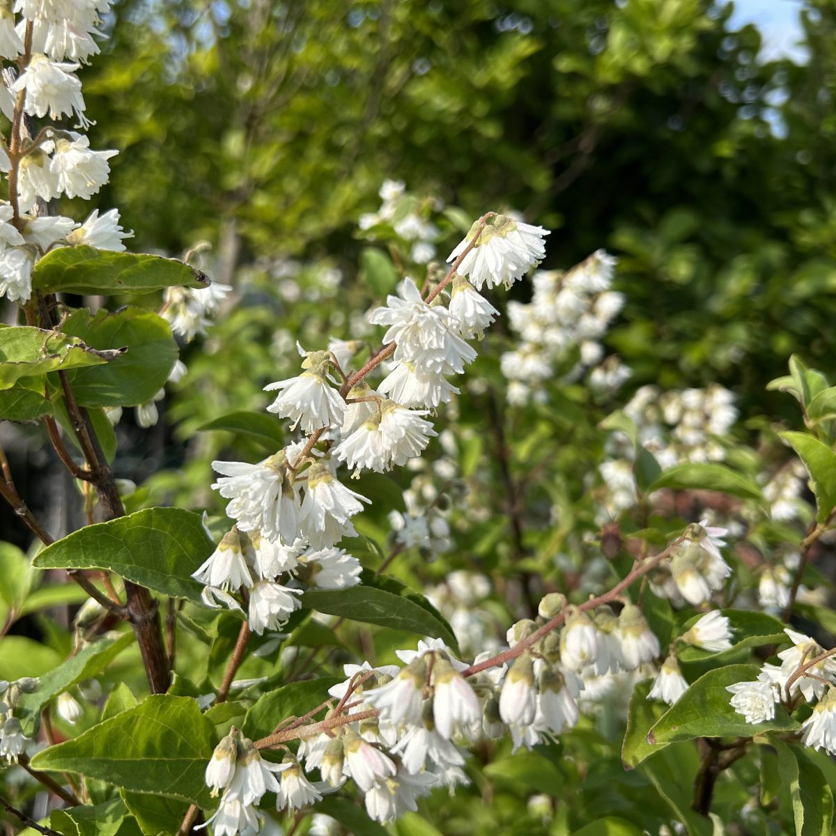 Deutzia scabra ‘Plena’ – Find haveplanter