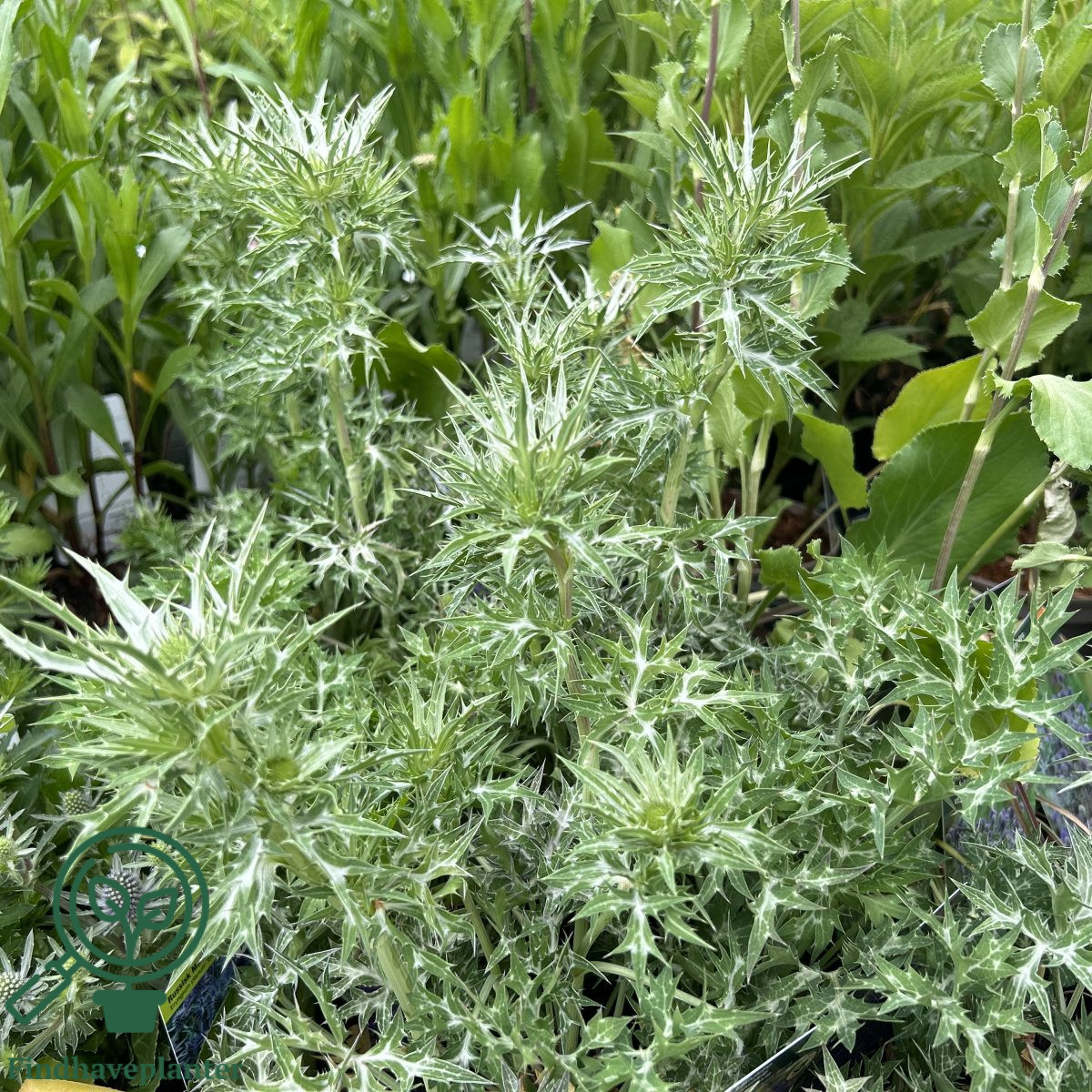 Eryngium zabelii ‘Lapis Blue’ – Find haveplanter