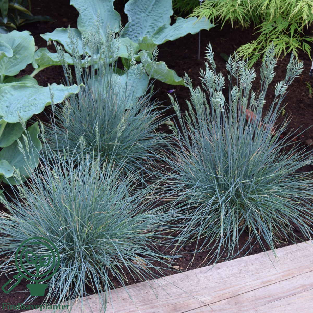 Festuca glauca ‘Intense Blue’ – Find haveplanter
