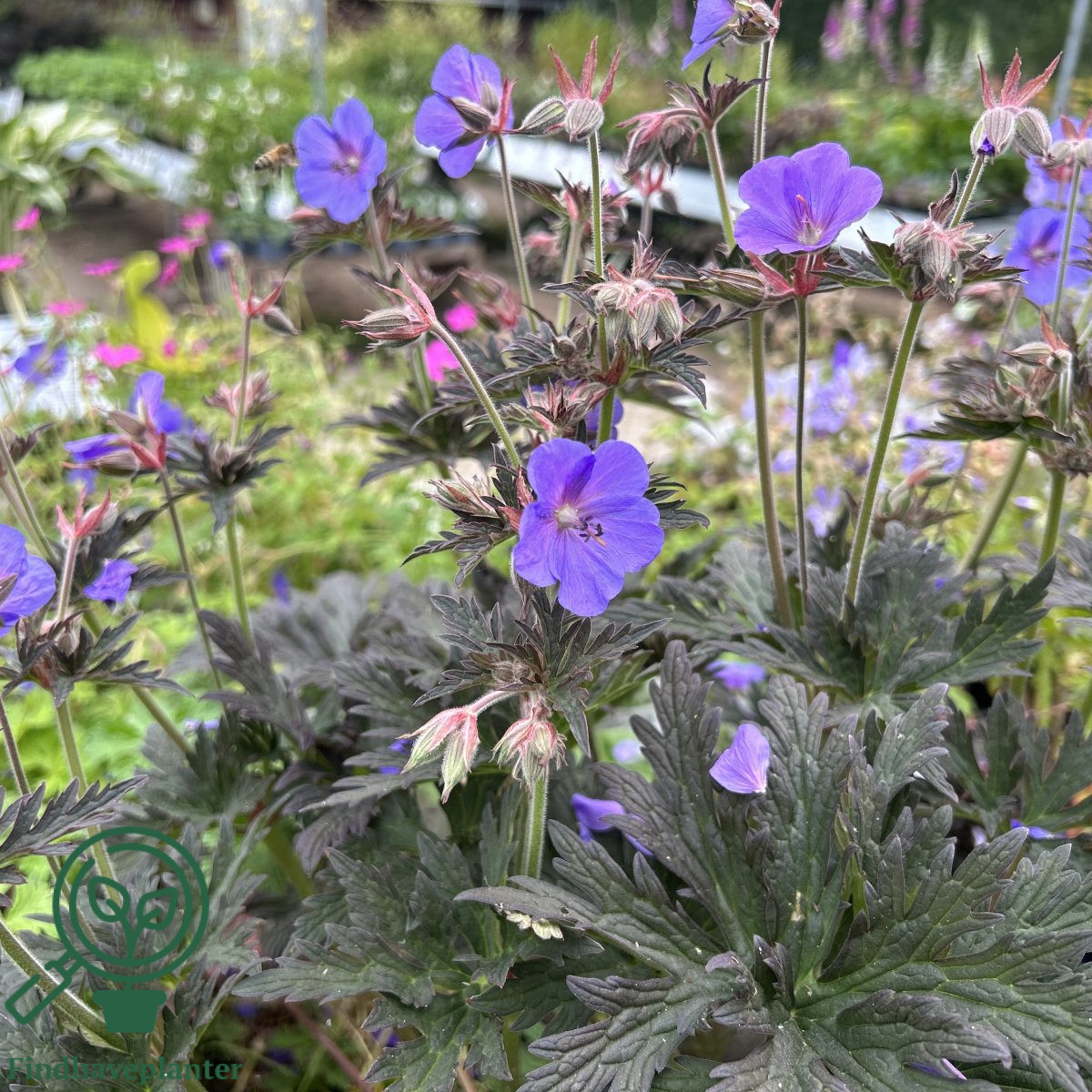 Geranium pratense ‘Boom Chocolatta’ – Find haveplanter