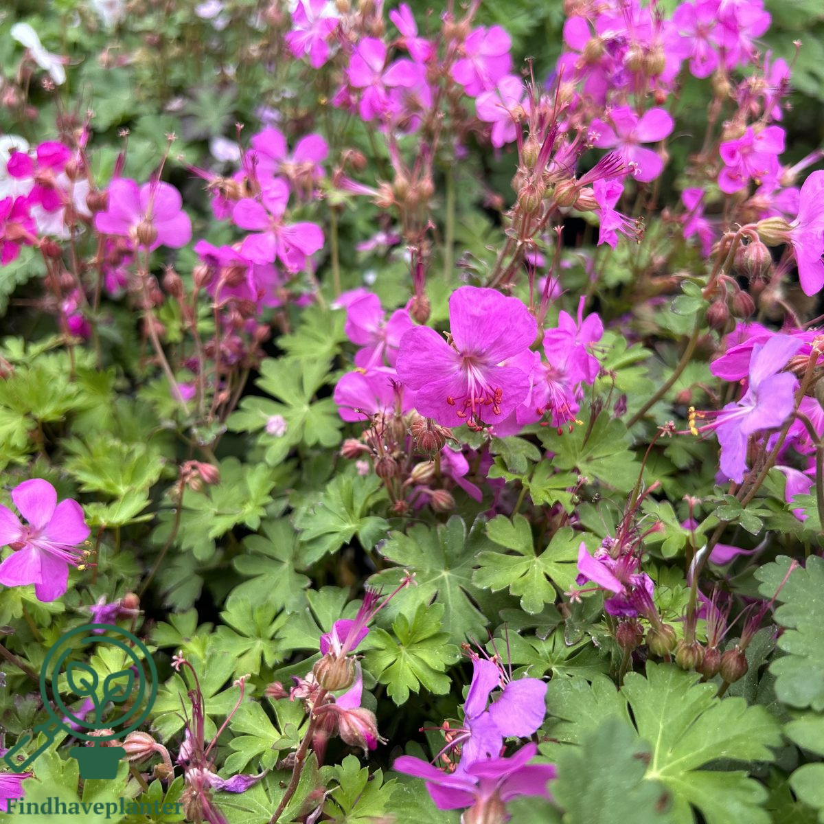 Geranium cantabrigiense ‘Crystal Rose’ – Find haveplanter