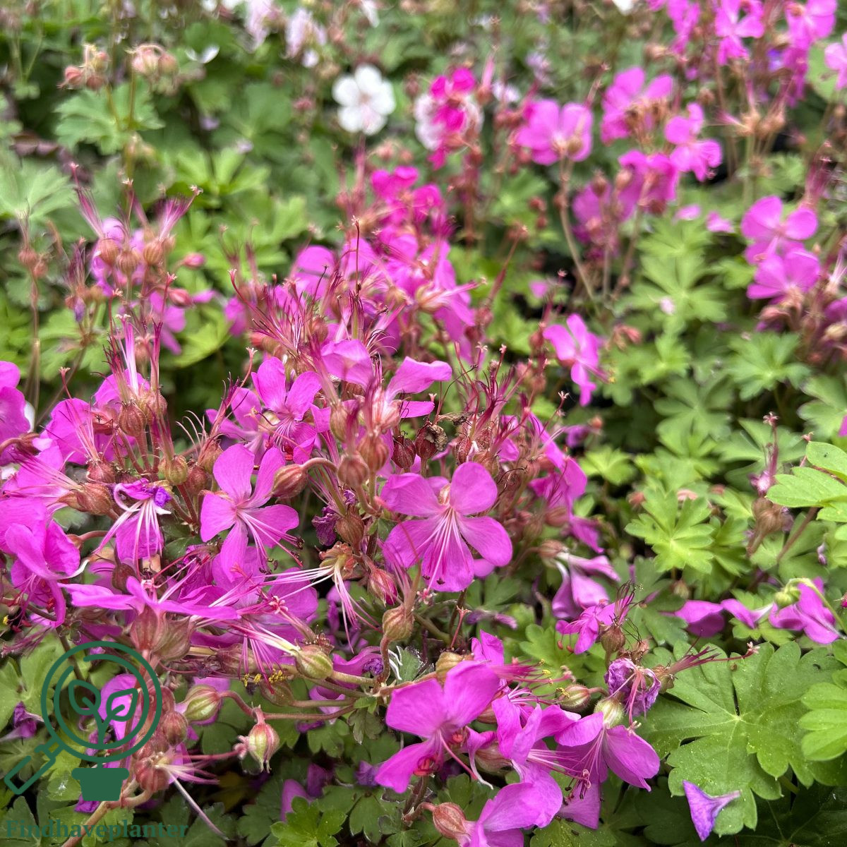 Geranium cantabrigiense ‘Crystal Rose’ – Find haveplanter