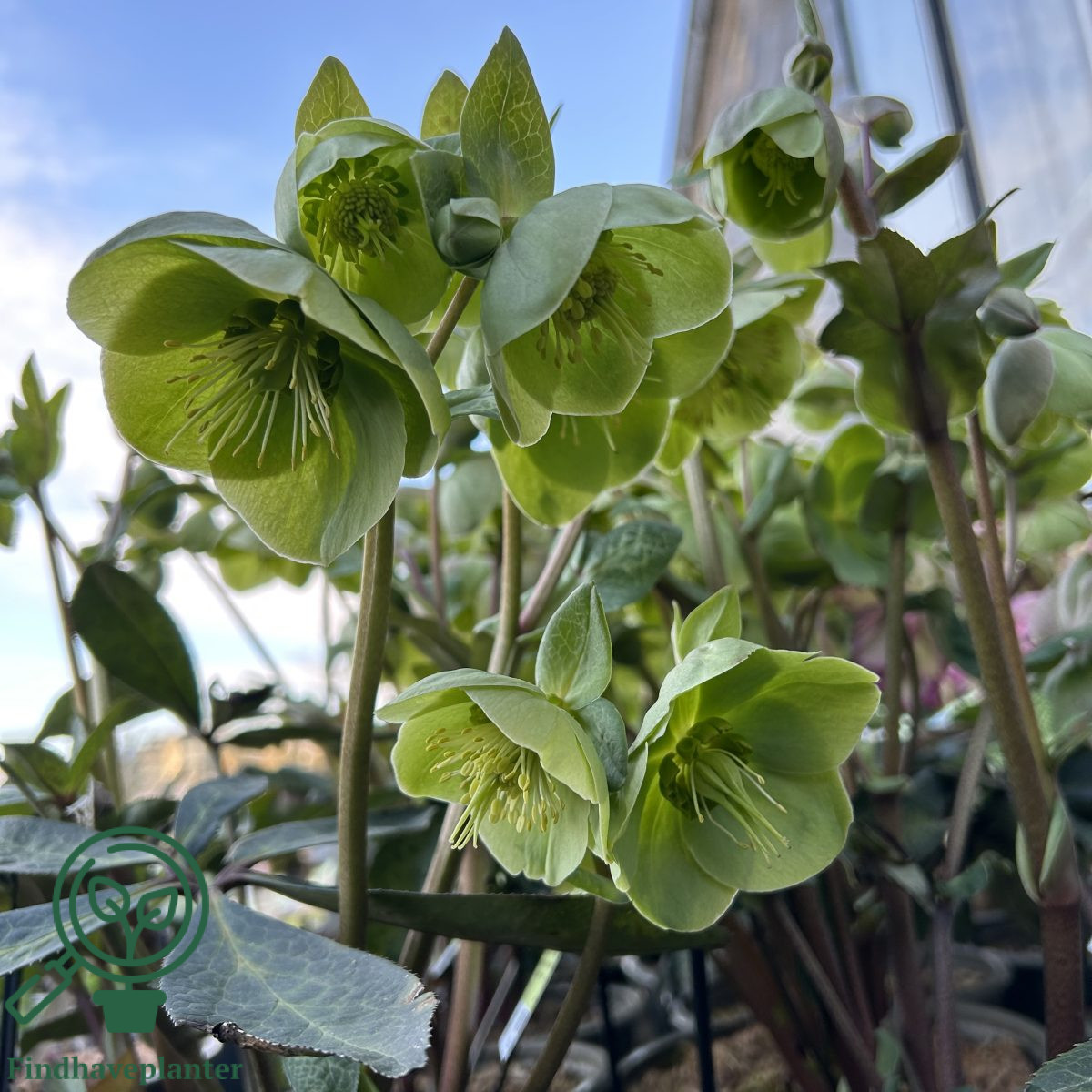 Helleborus ‘Mollys White’ – Find haveplanter