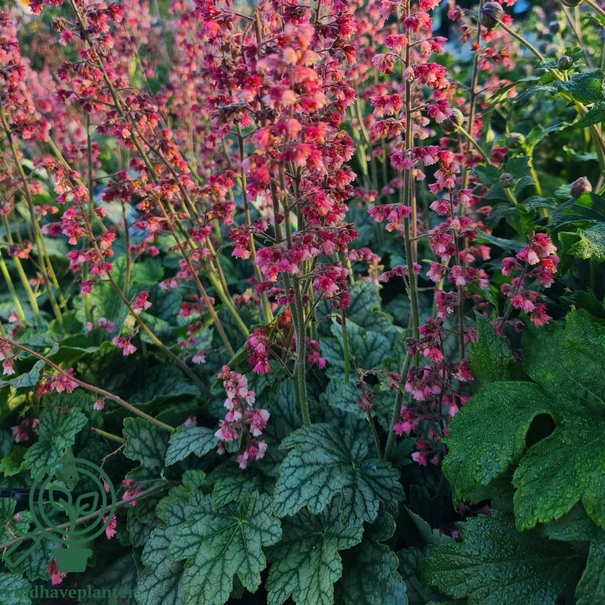 Heuchera ‘Berry Timeless’ – Find haveplanter