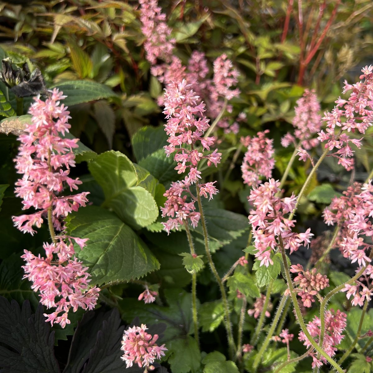 Heucherella ‘Pink Revolution’ – Find haveplanter