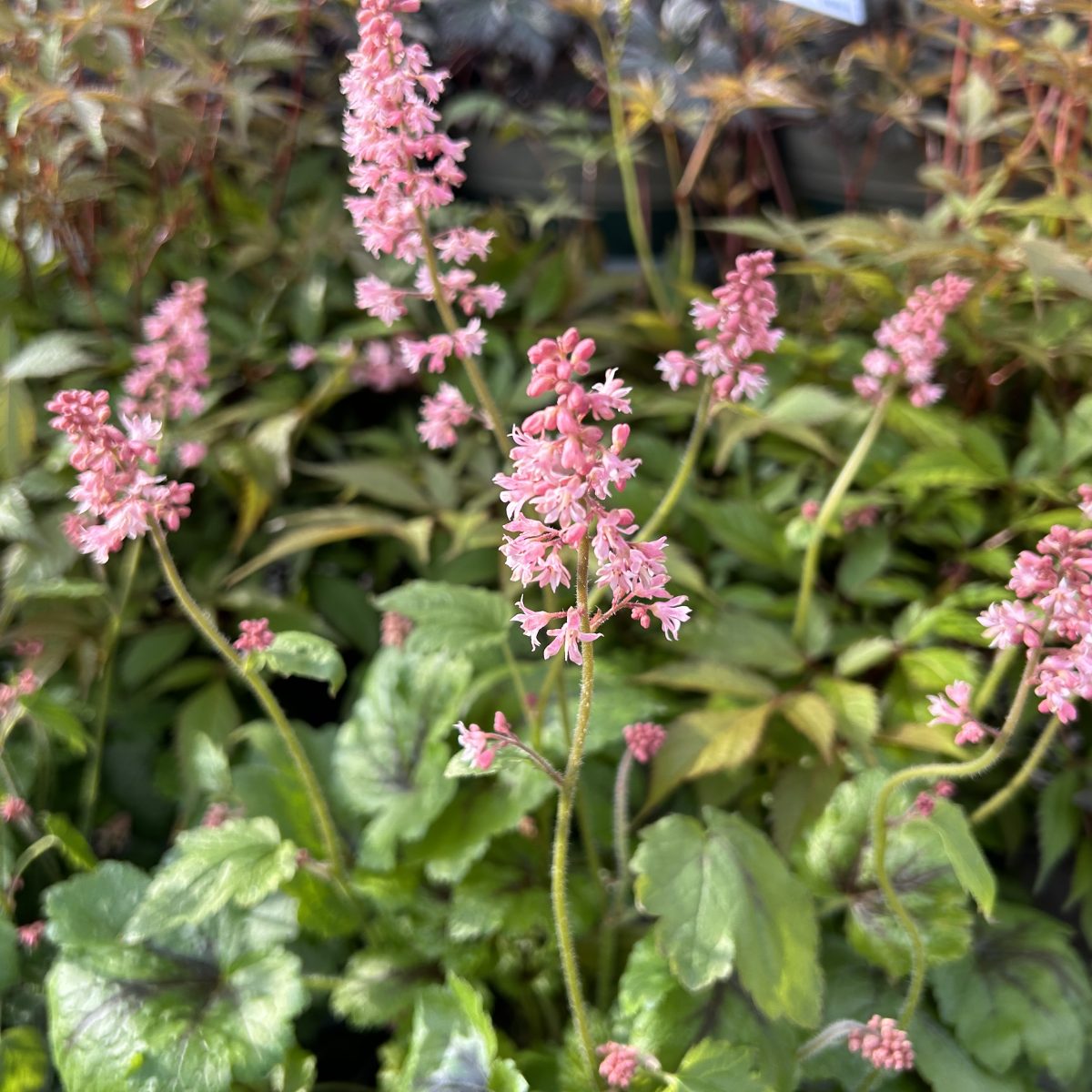 Heucherella ‘Pink Revolution’ – Find haveplanter