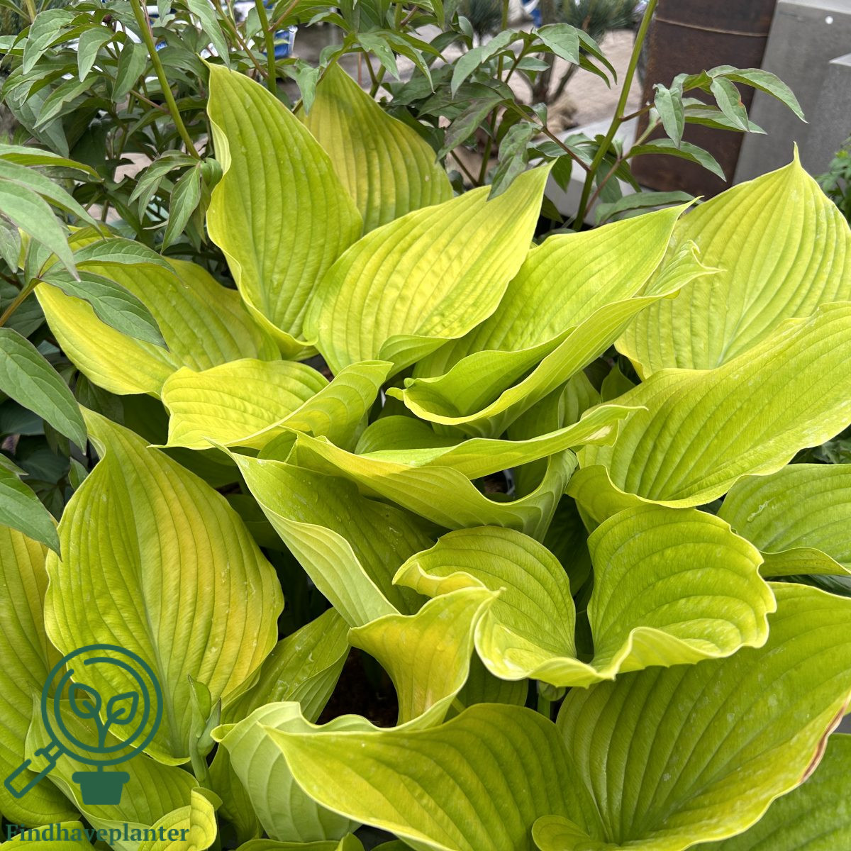 Hosta ‘Age of Gold’ – Find haveplanter