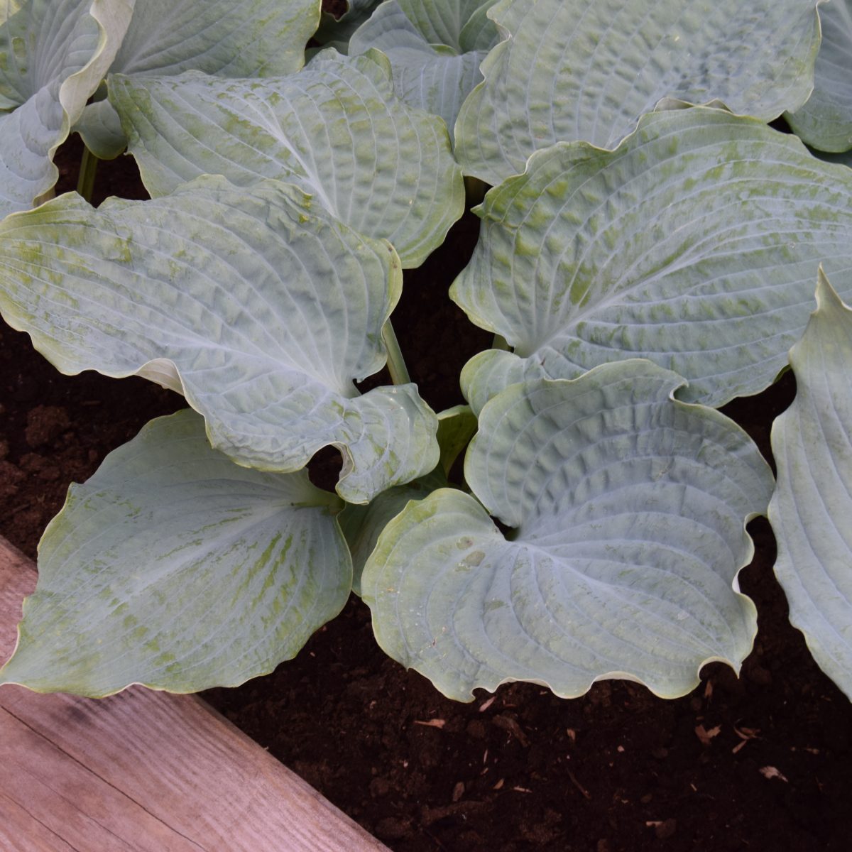 Hosta ‘Diamond Lake’ – Find haveplanter
