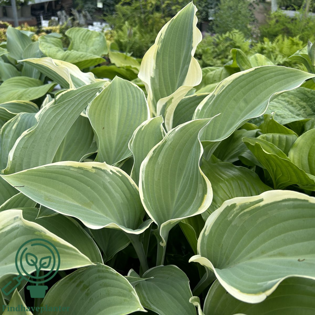 Hosta ‘Regal Splendor’ – Find haveplanter