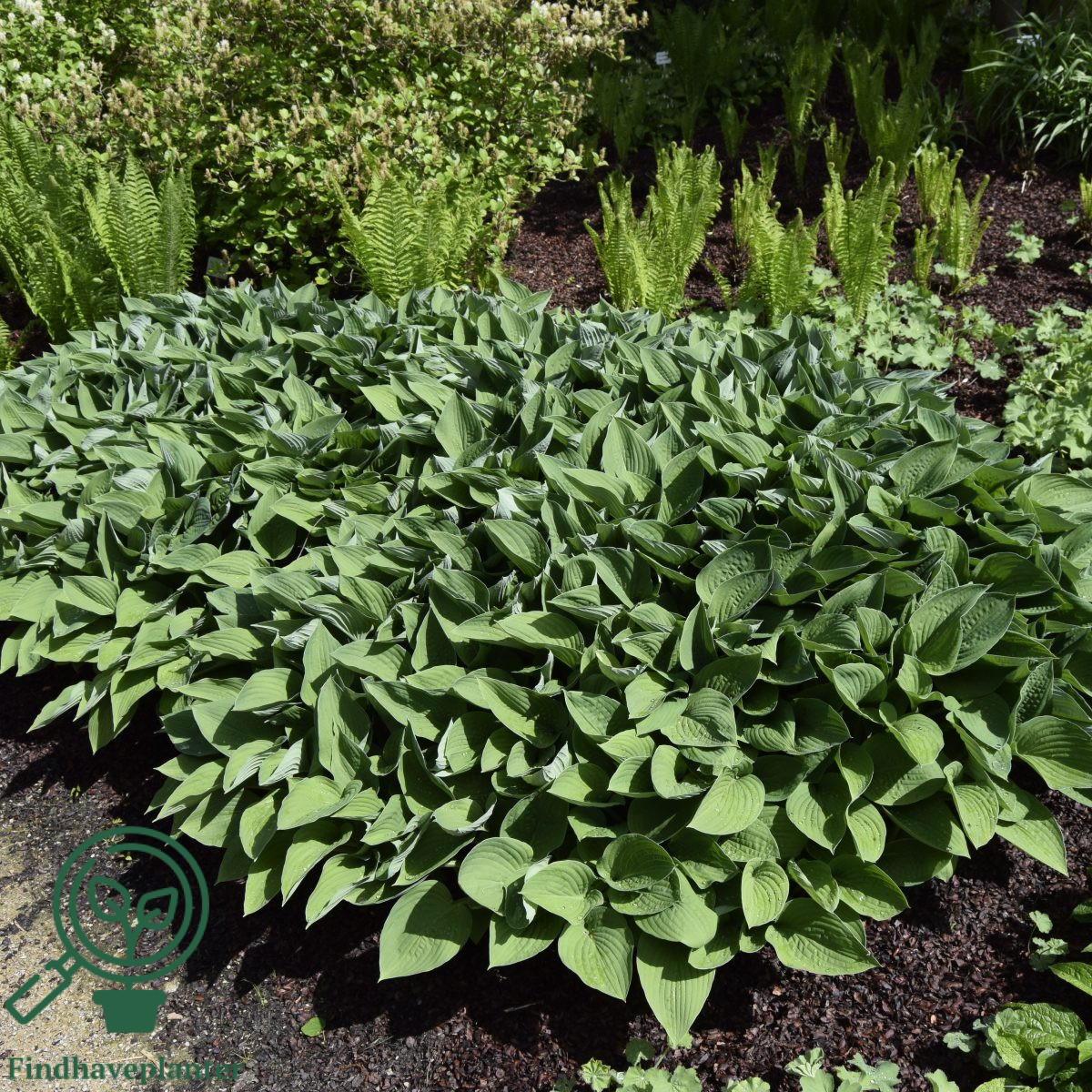 Hosta ‘Royal Standard’ – Find haveplanter