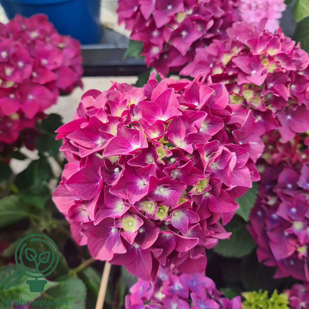 Hydrangea macrophylla ‘Forever and Ever Purple’ – Find haveplanter