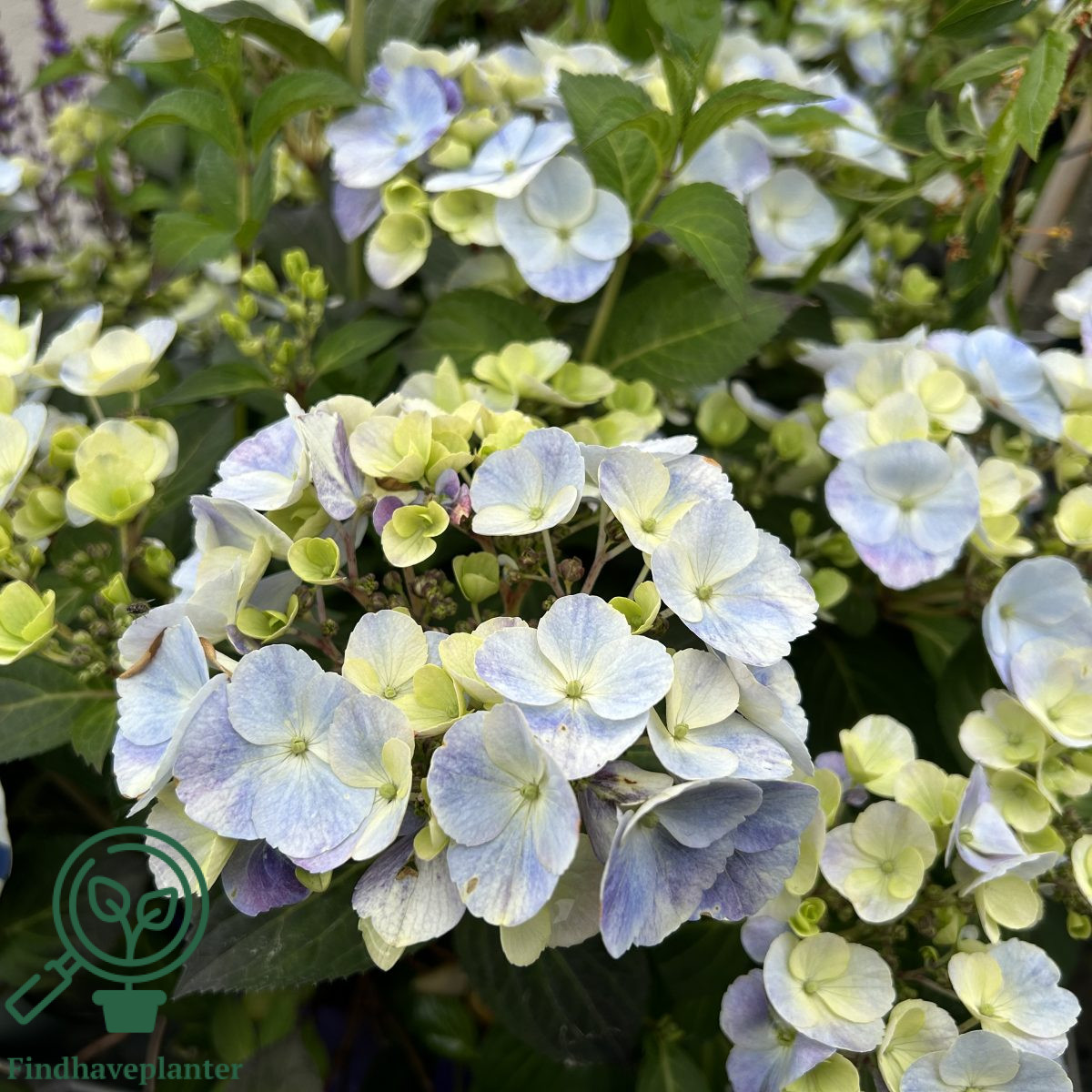 Hydrangea macrophylla ‘French Bolero Blue’ – Find haveplanter