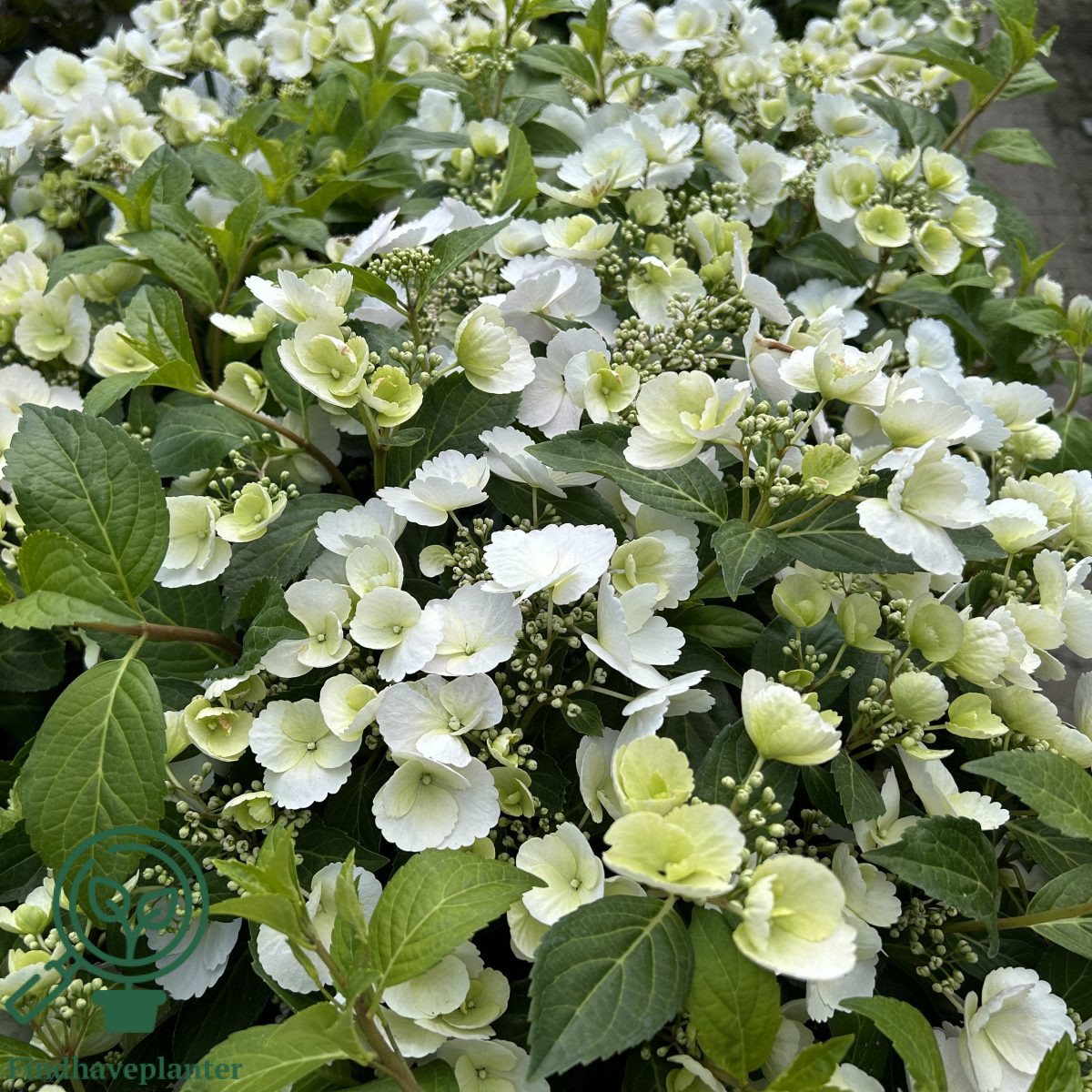 Hydrangea macrophylla ‘Runaway Bride’ – Find haveplanter