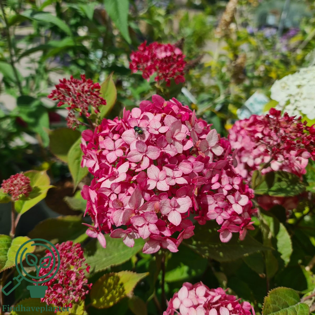 Hydrangea arborescens ‘Ruby Annabelle’ – Find haveplanter