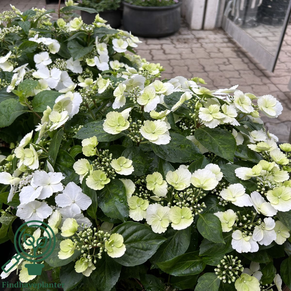 Hydrangea macrophylla ‘Runaway Bride’ – Find haveplanter