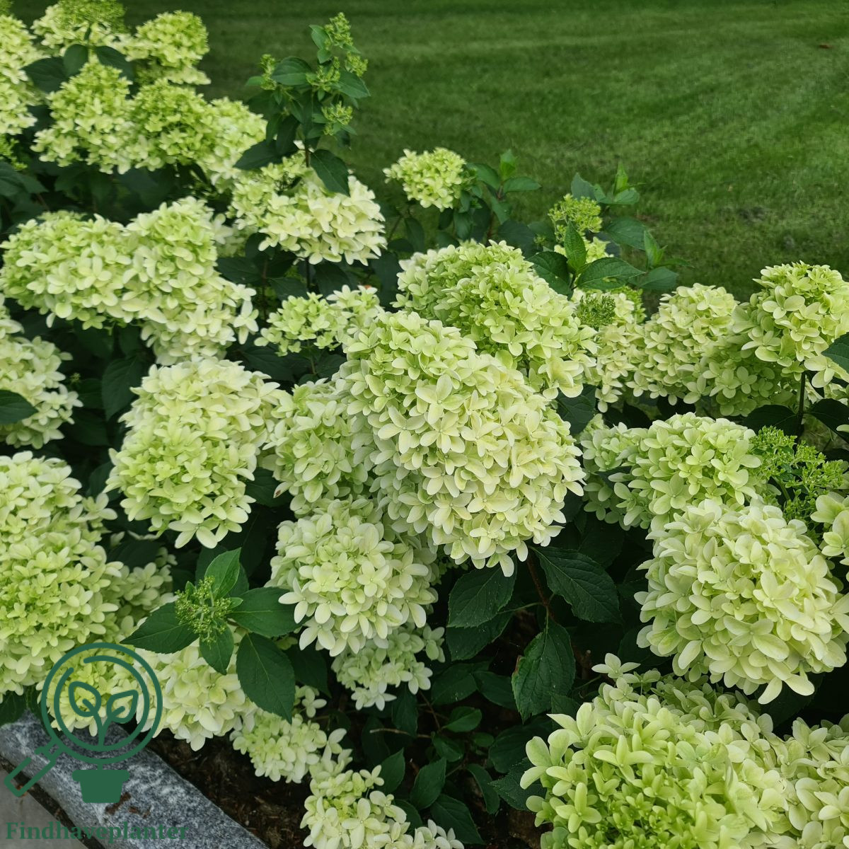 Hydrangea paniculata ‘Skyfall’ – Find haveplanter