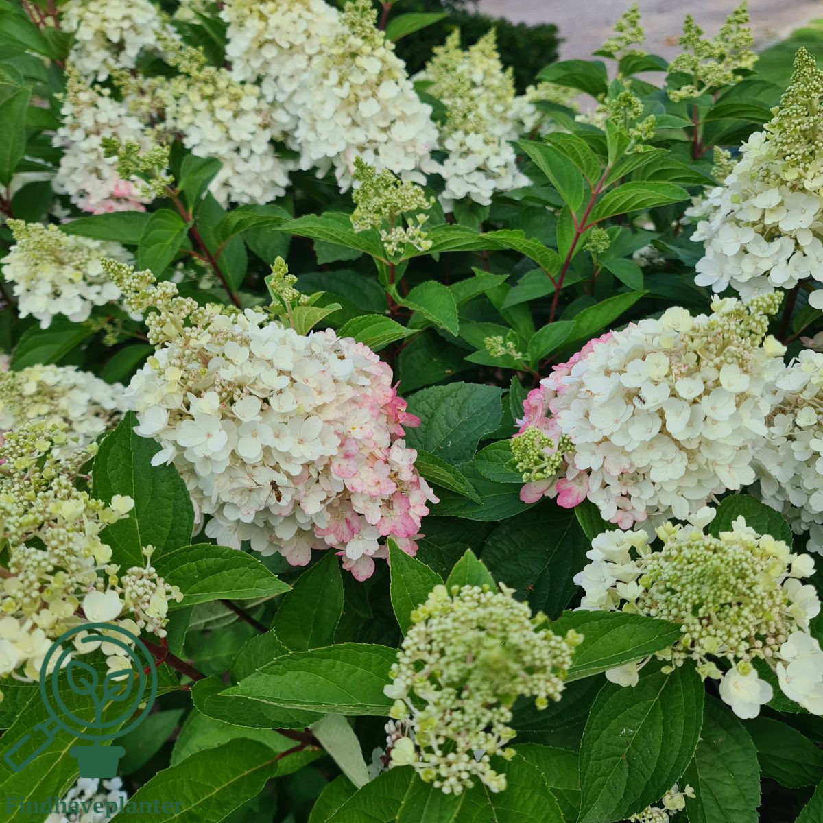 Hydrangea paniculata ‘Wims Red’ – Find haveplanter
