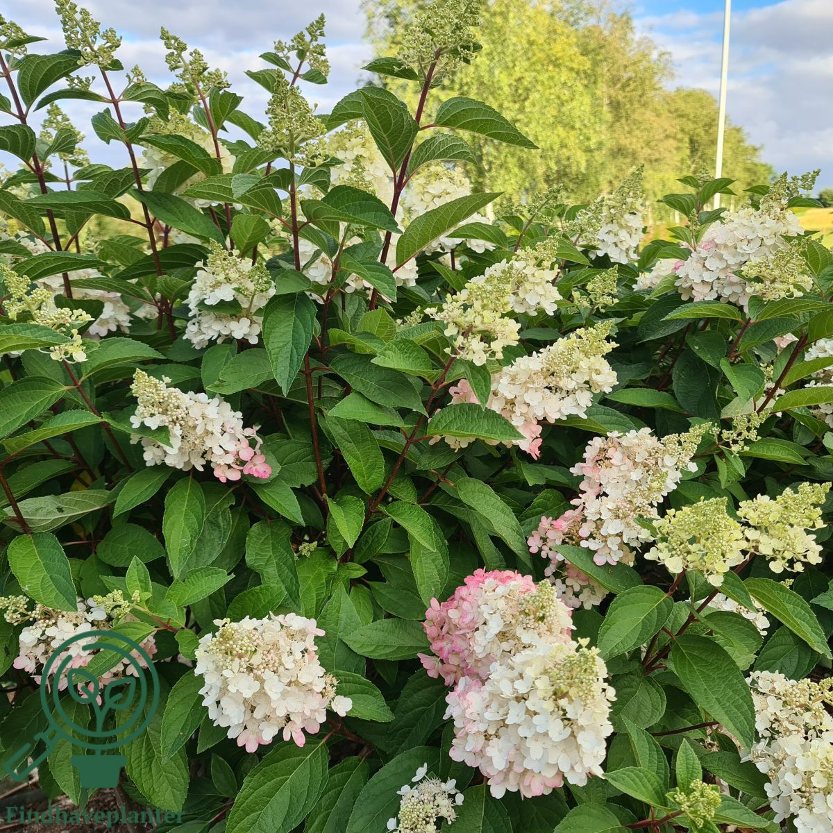 Hydrangea paniculata ‘Wims Red’ – Find haveplanter