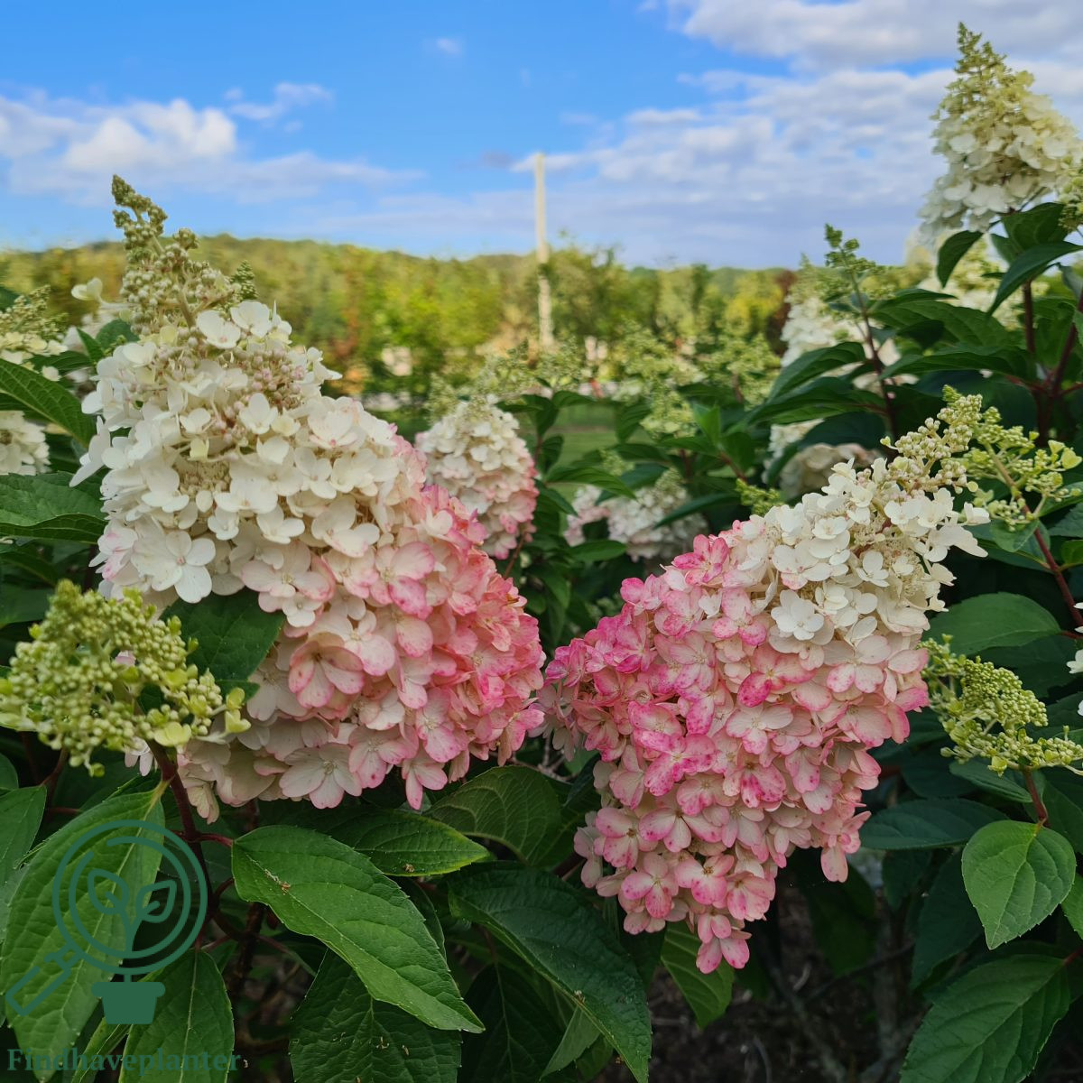 Hydrangea paniculata ‘Wims Red’ – Find haveplanter