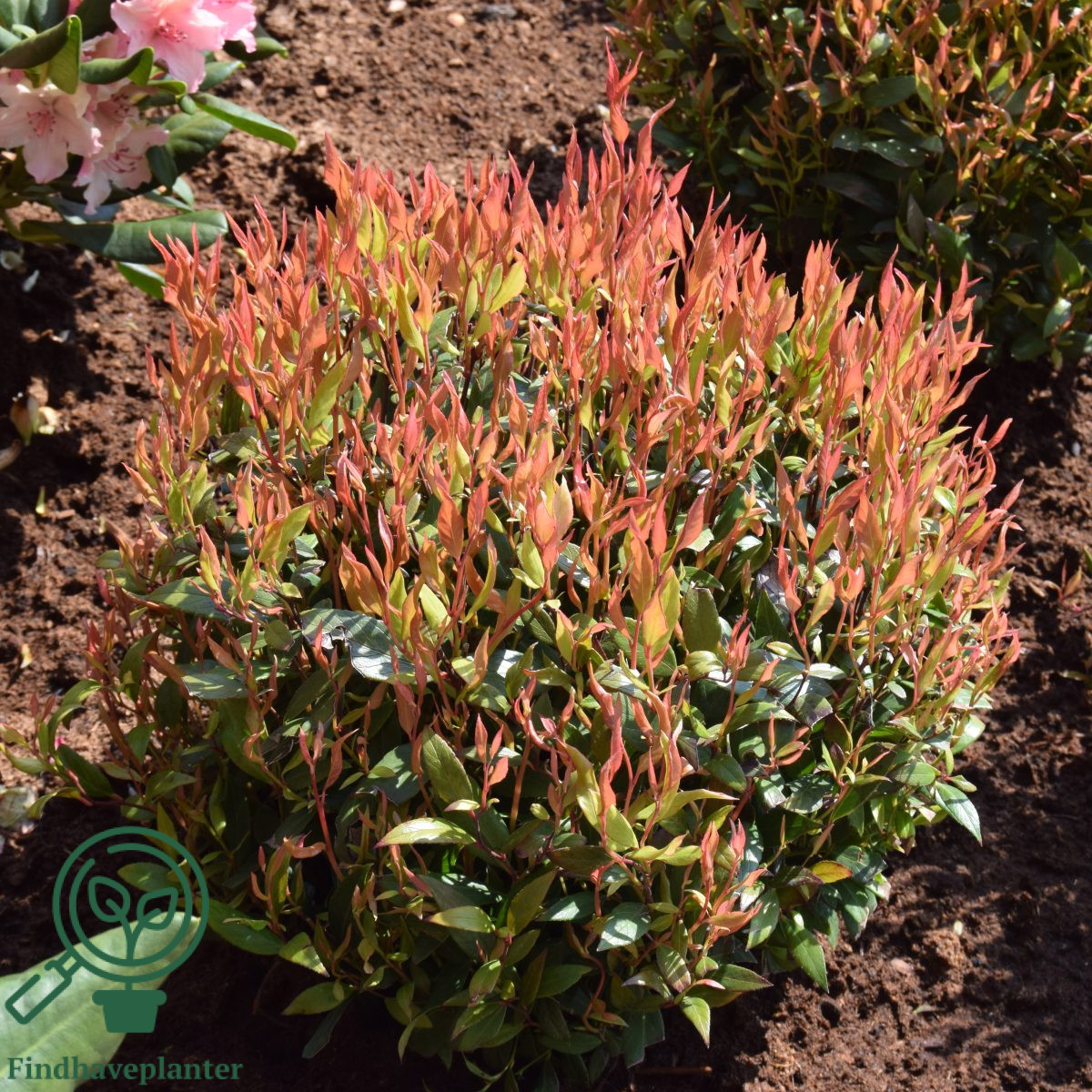 Leucothoe axillaris ‘Little Flames’ – Find haveplanter