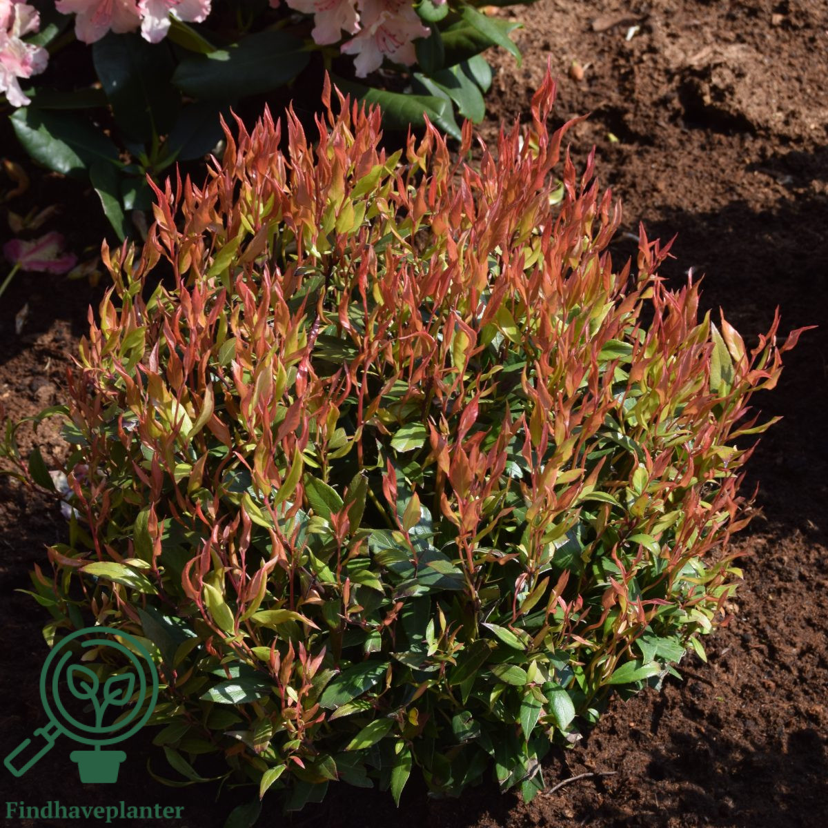 Leucothoe axillaris ‘Little Flames’ – Find haveplanter
