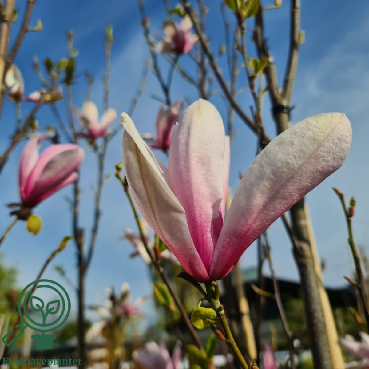 Magnolia ‘Galaxy’ – Find haveplanter