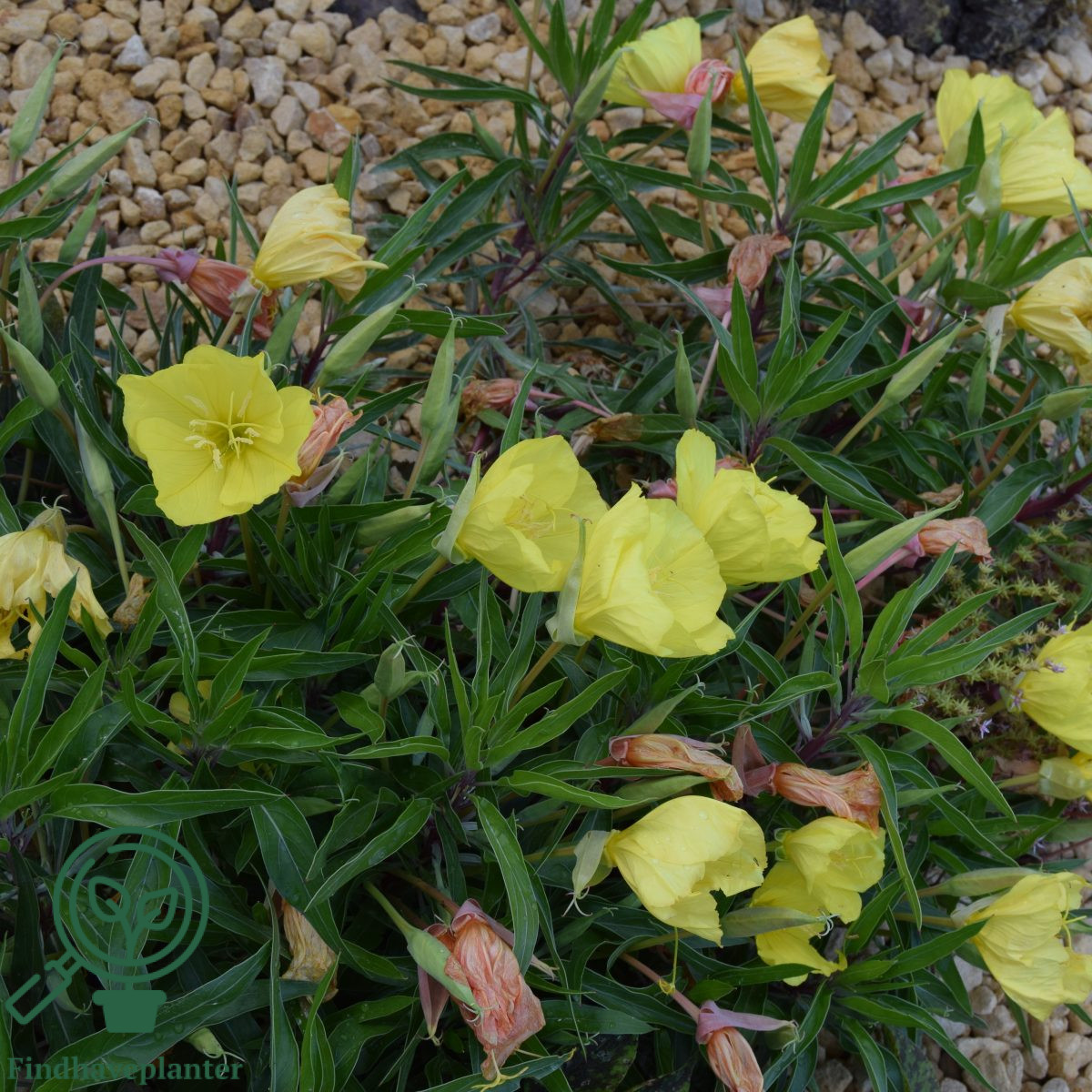 Oenothera macrocarpa – Find haveplanter