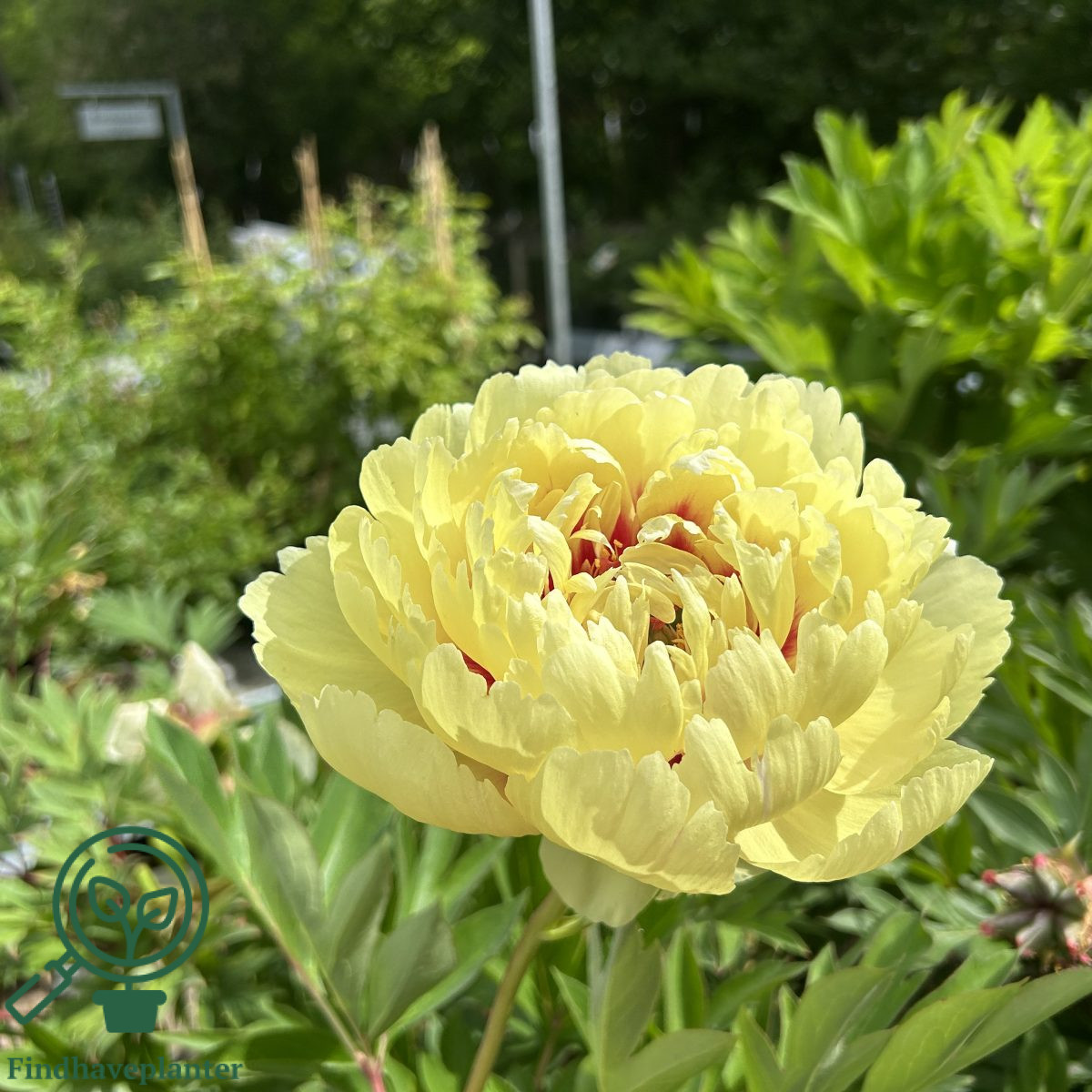 Paeonia Itoh Hybride ‘sonoma Halo Find Haveplanter