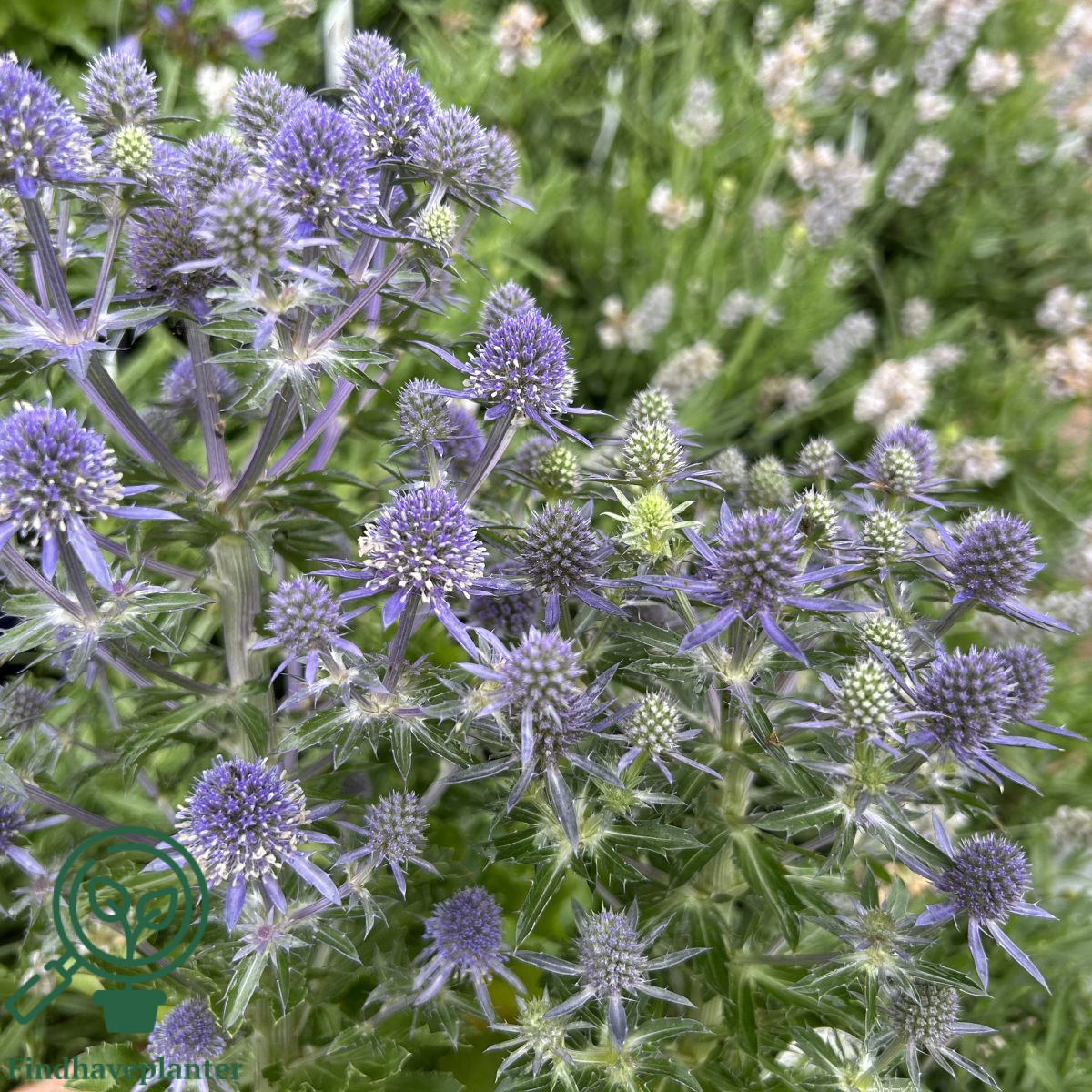 Eryngium planum ‘Blue Hobbit’ – Find haveplanter