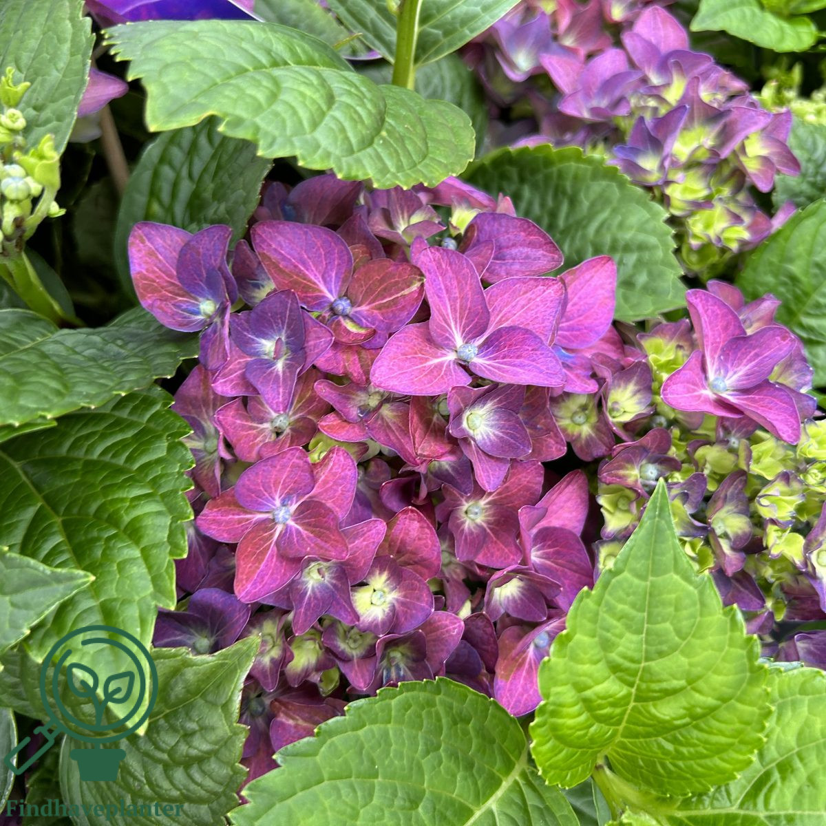 Hydrangea macrophylla ‘Deep Purple’ – Find haveplanter