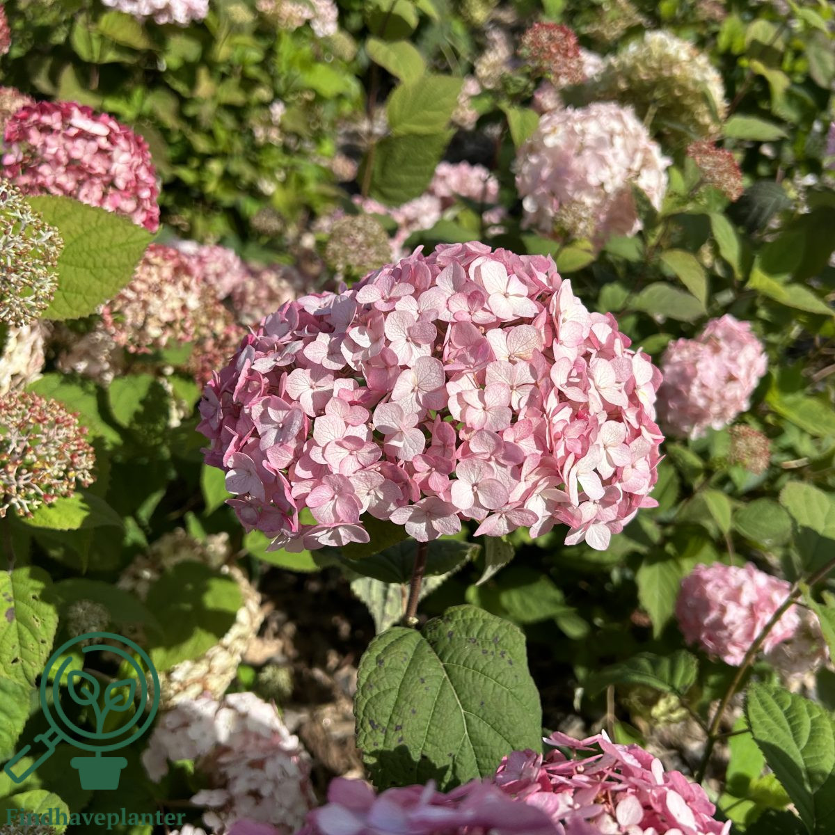 Hydrangea arborescens ‘Candybelle Bubblegum’ – Find haveplanter
