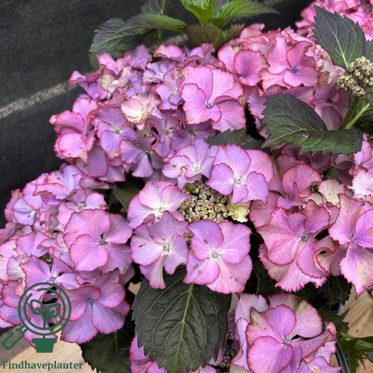 Hydrangea hybrid ‘Bloombuster’ – Find haveplanter