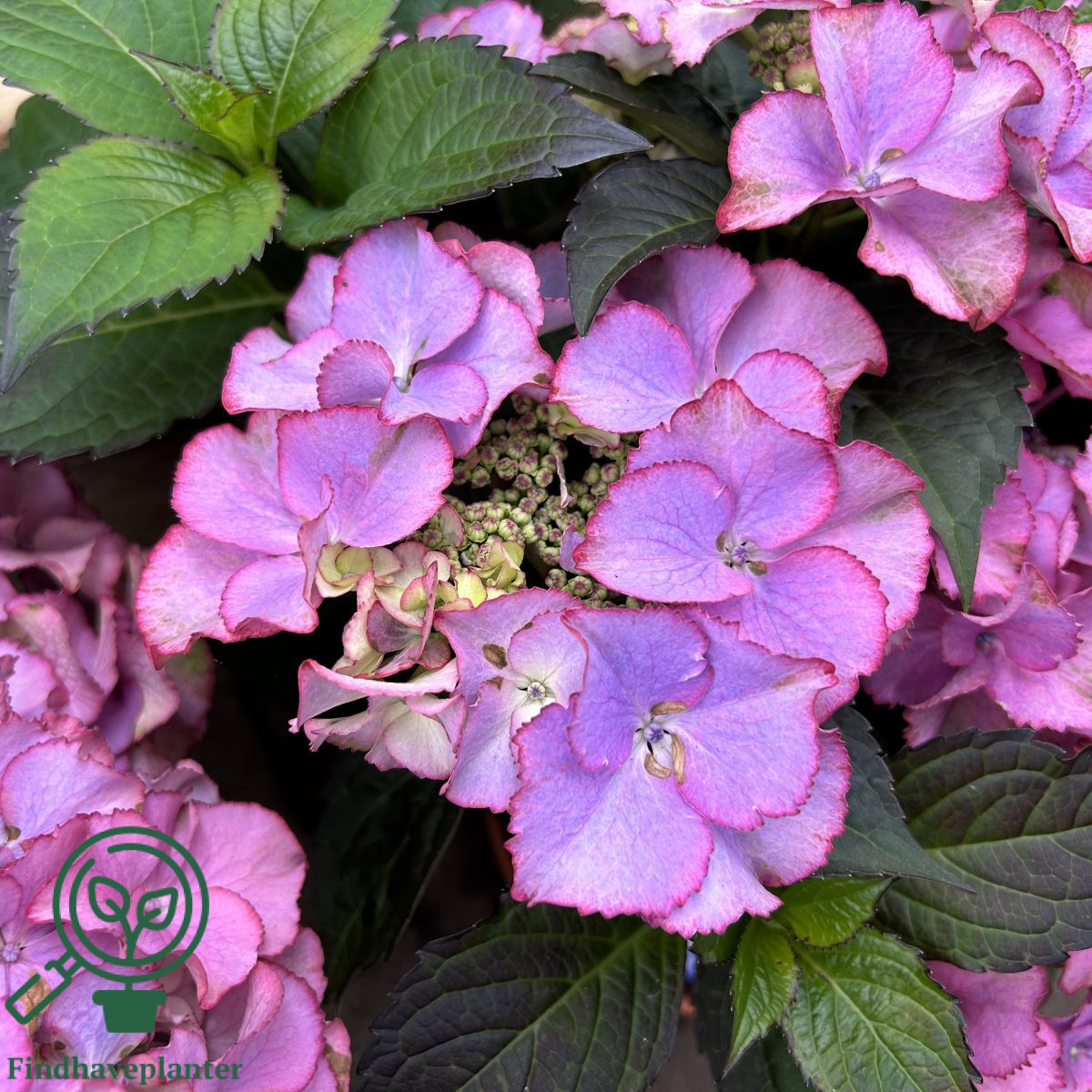 Hydrangea hybrid ‘Bloombuster’ – Find haveplanter