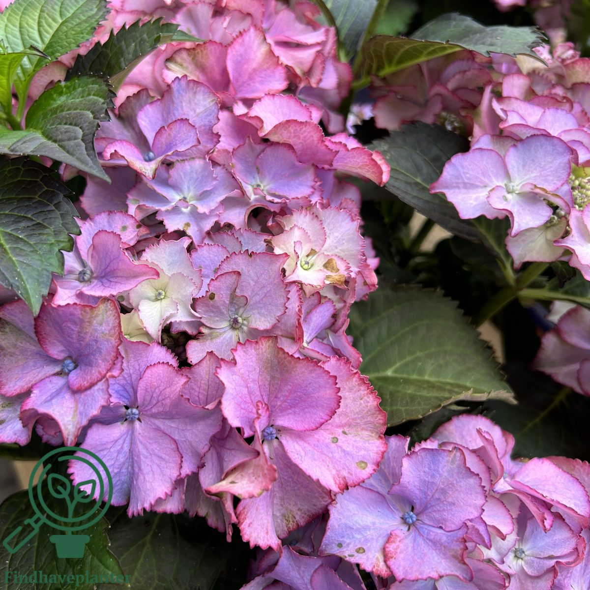 Hydrangea hybrid ‘Bloombuster’ – Find haveplanter