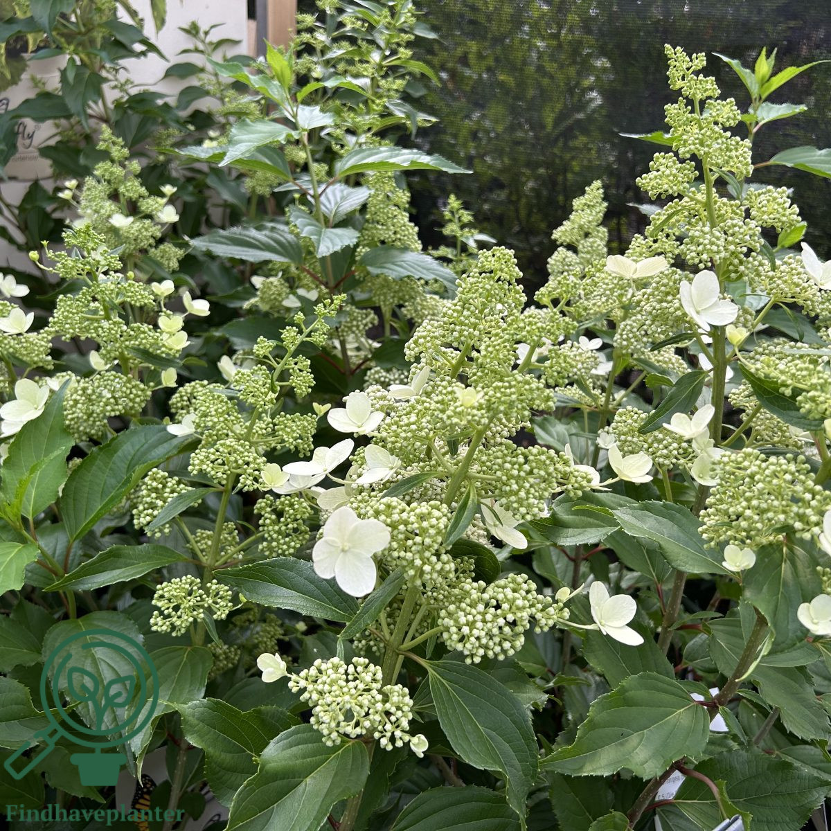 Hydrangea paniculata ‘Butterfly’ – Find haveplanter