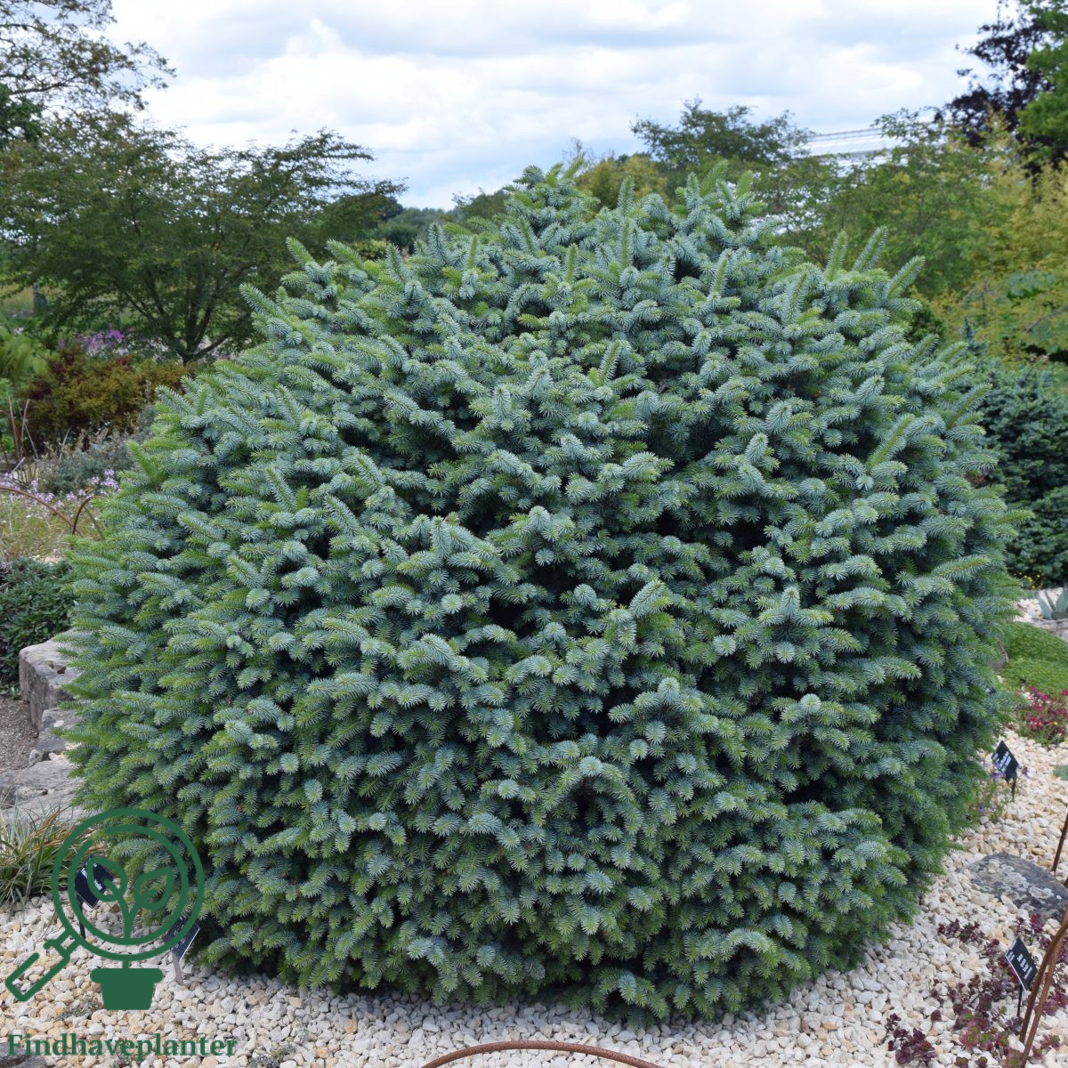 Picea sitchensis ‘Tenas’ – Find haveplanter