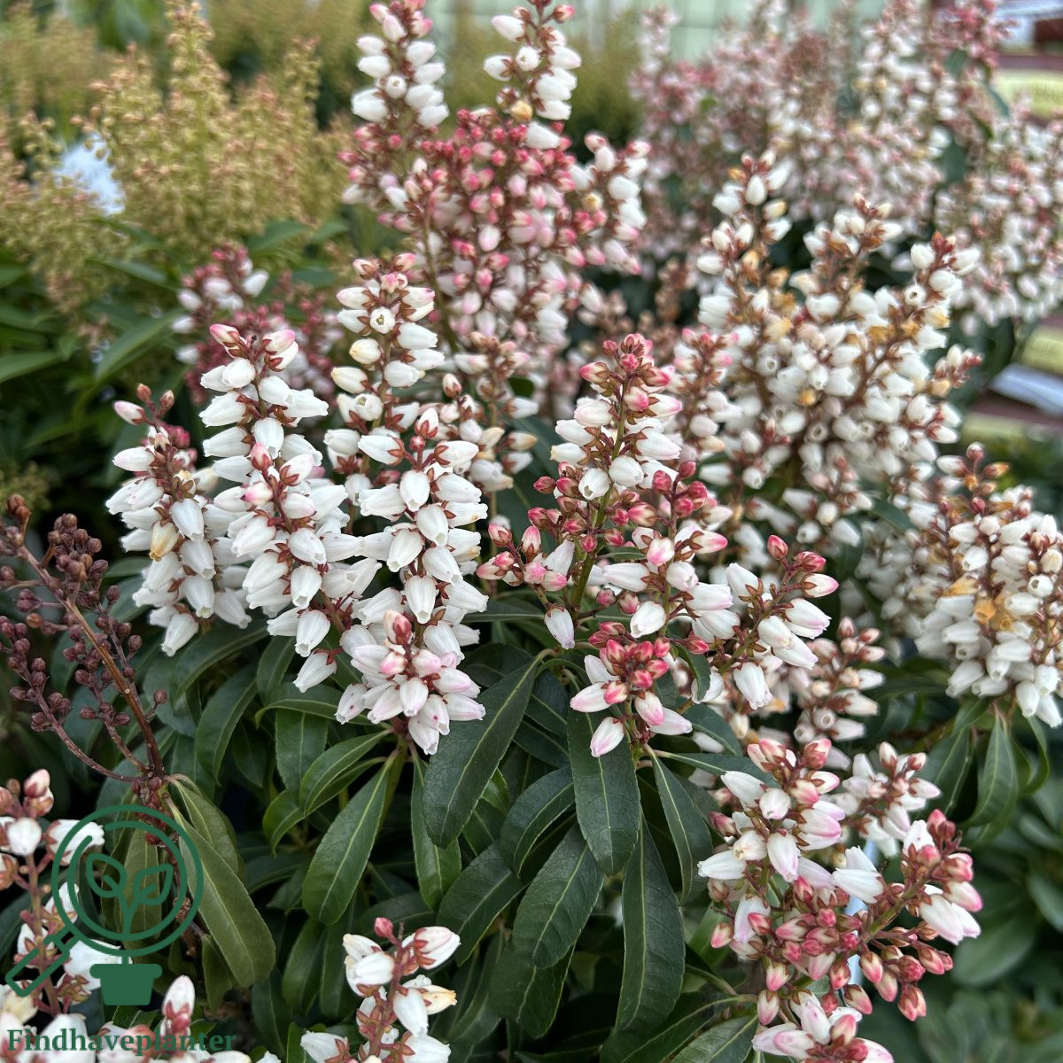Pieris japonica ‘Bonfire’ – Find haveplanter