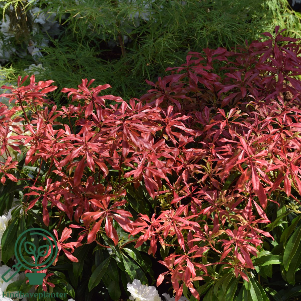 Pieris japonica ‘Bonfire’ – Find haveplanter
