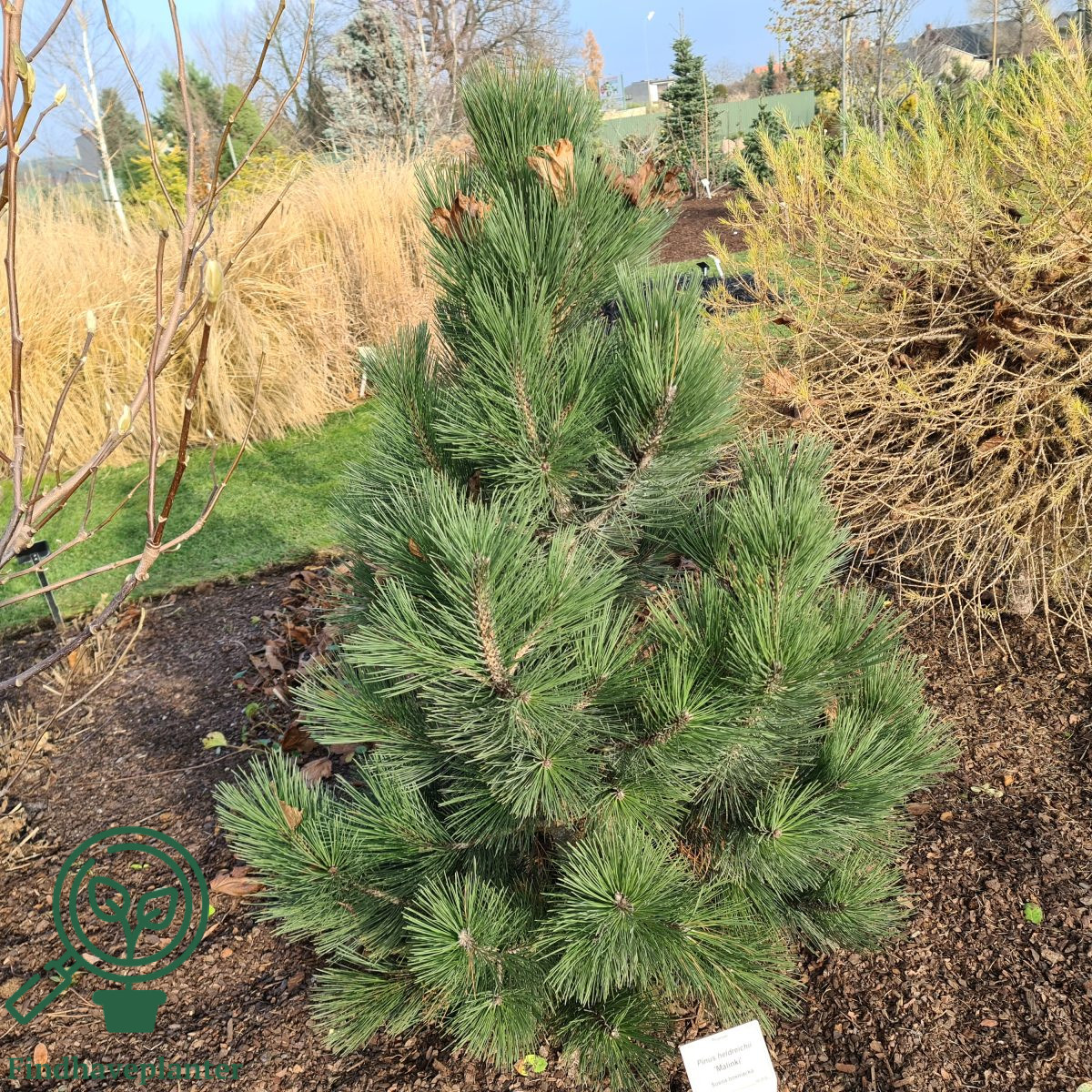 Pinus heldreichii ‘Malinki’ – Find haveplanter