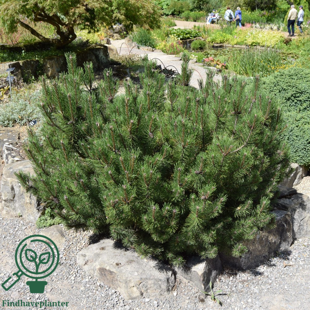 Pinus mugo ‘Humpy’ – Find haveplanter