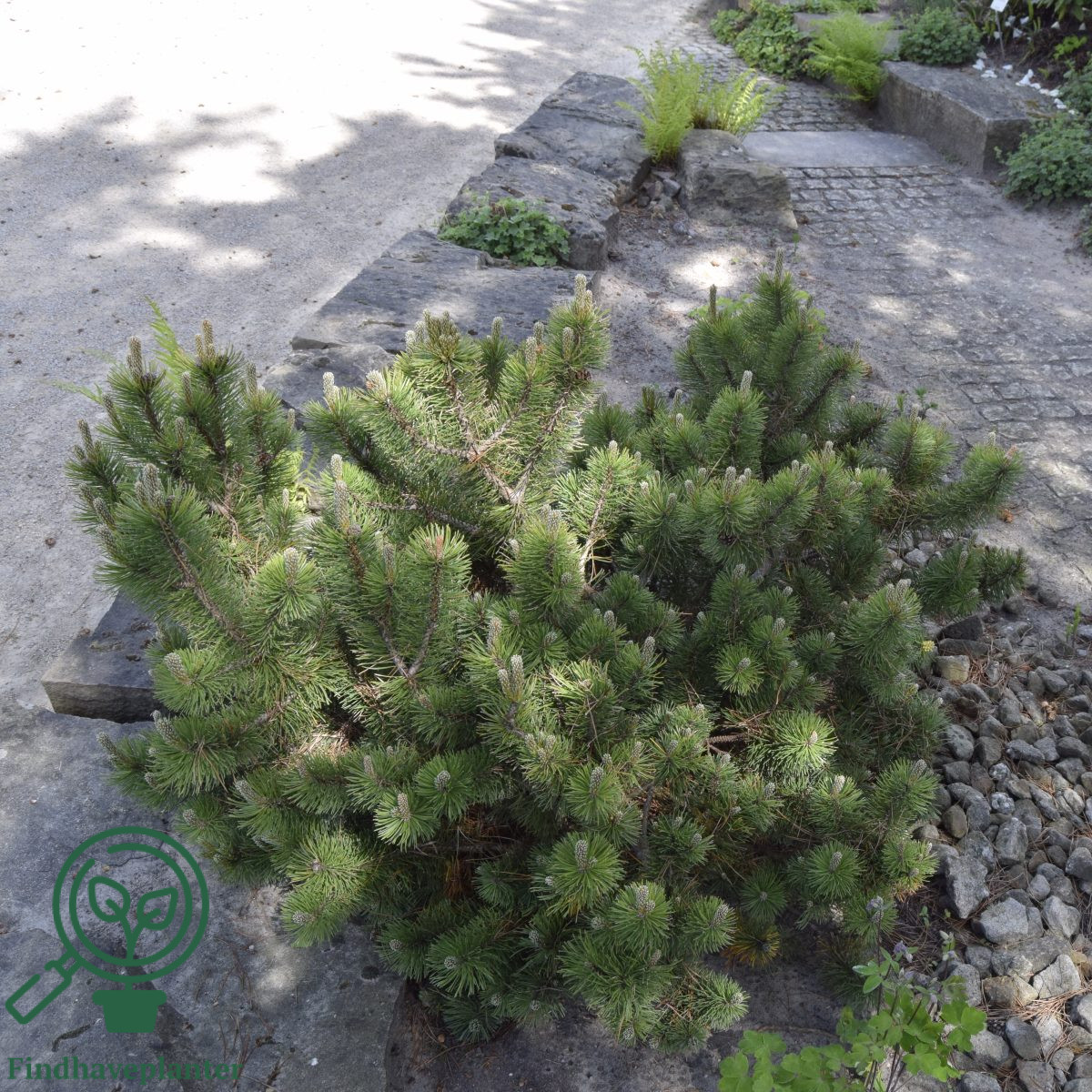 Pinus mugo ‘March’ – Find haveplanter