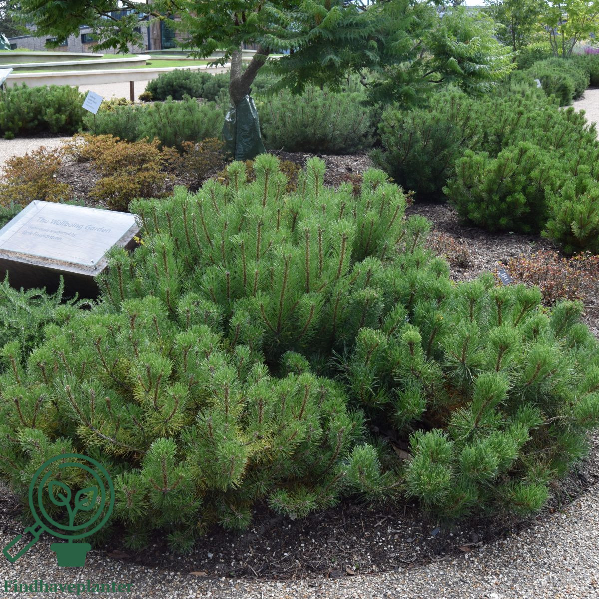 Pinus mugo – Find haveplanter