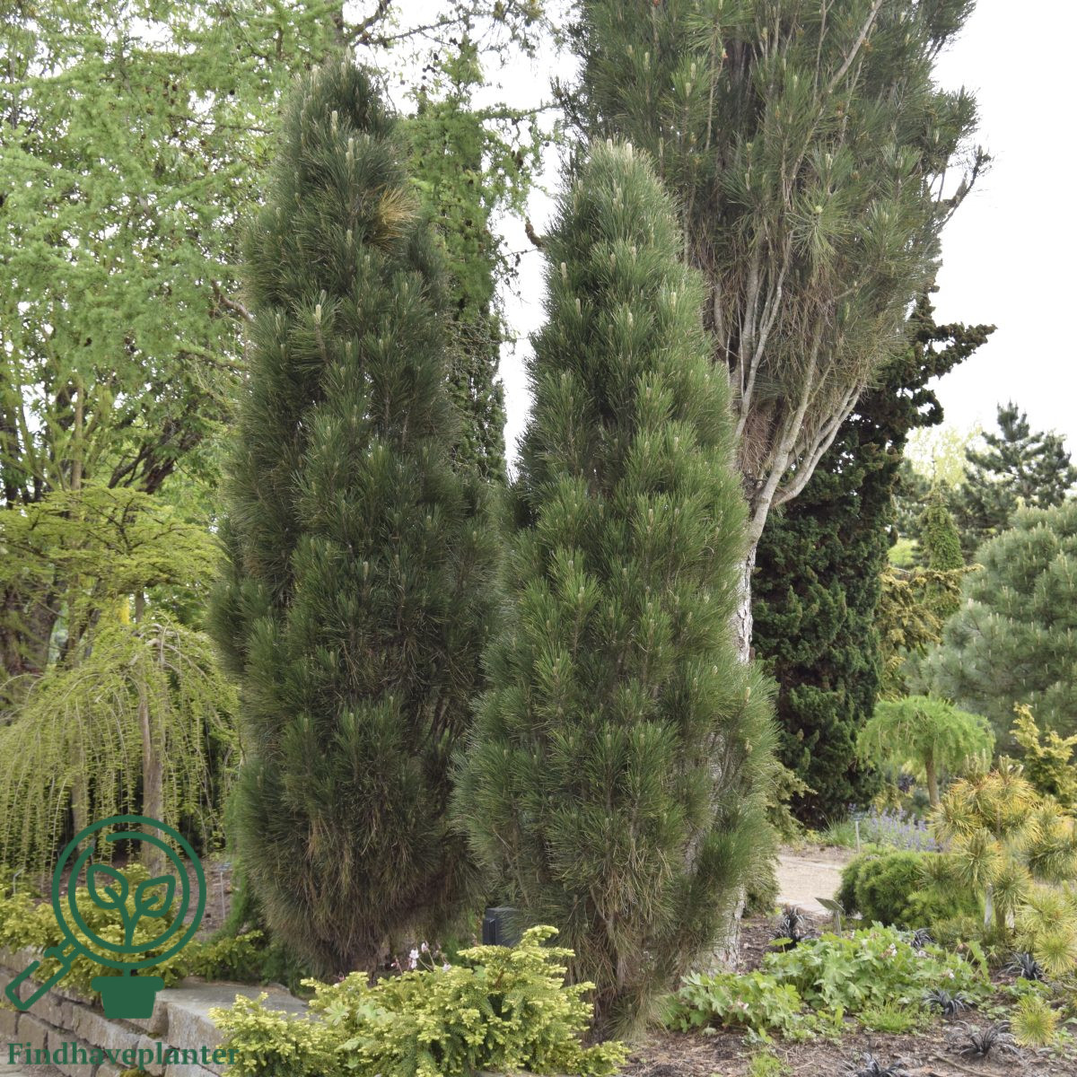 Pinus nigra ‘Green Tower’ – Find haveplanter