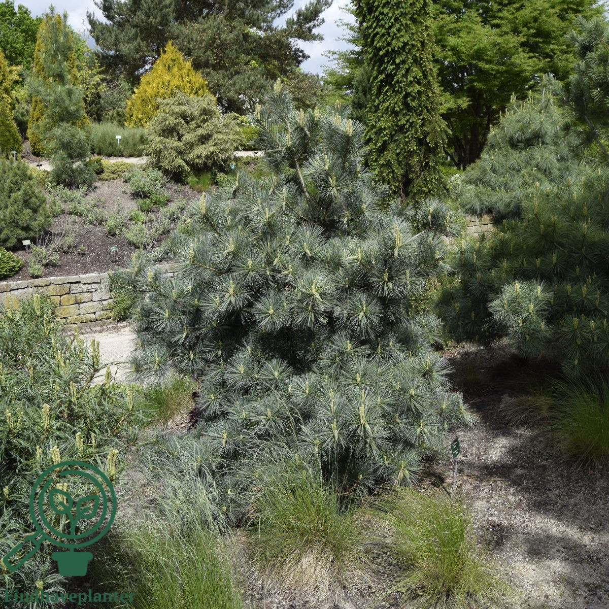 Pinus strobus ‘Macopin’ – Find haveplanter